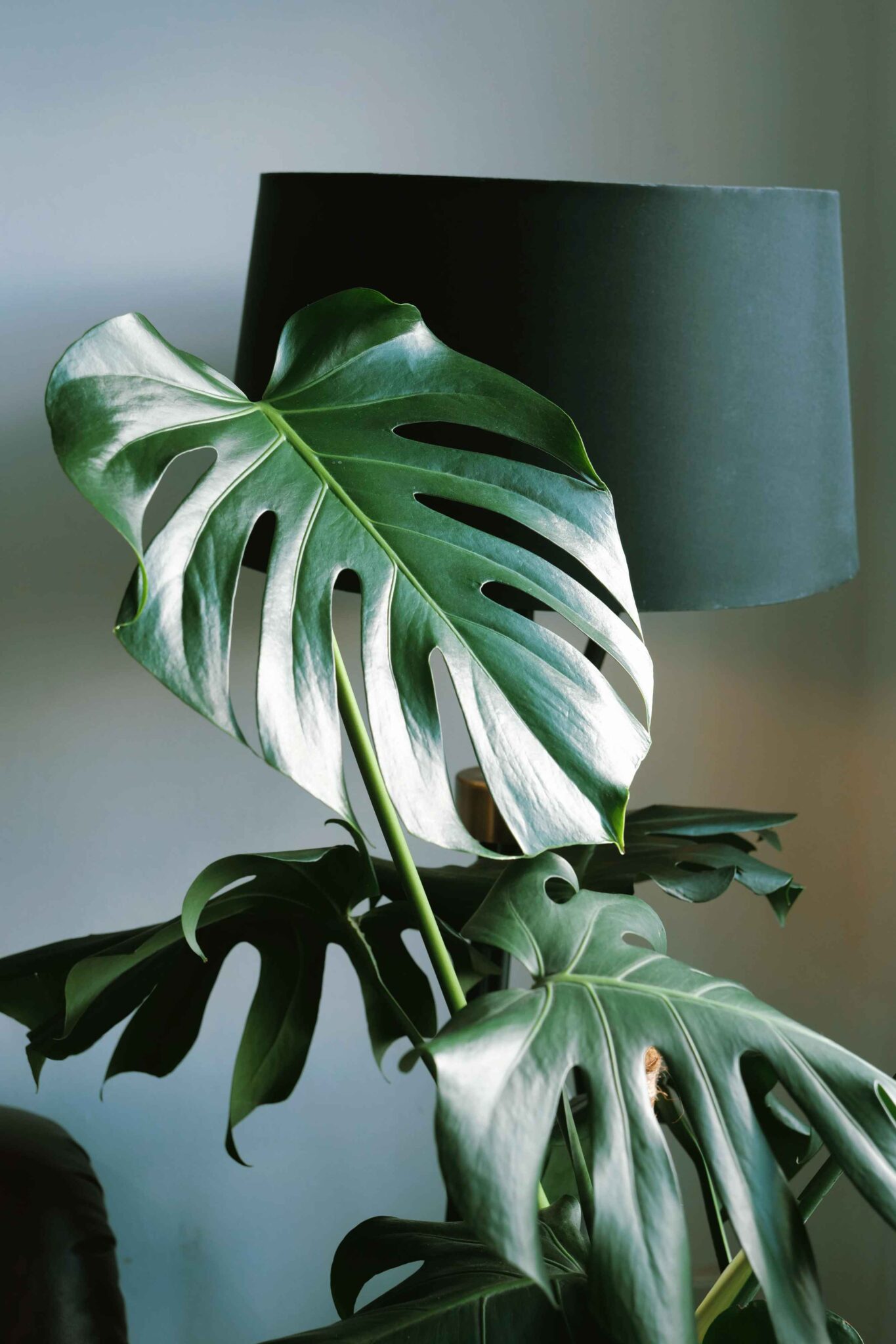 Monstera Rankhilfe: Selber bauen - my-first-plant.de