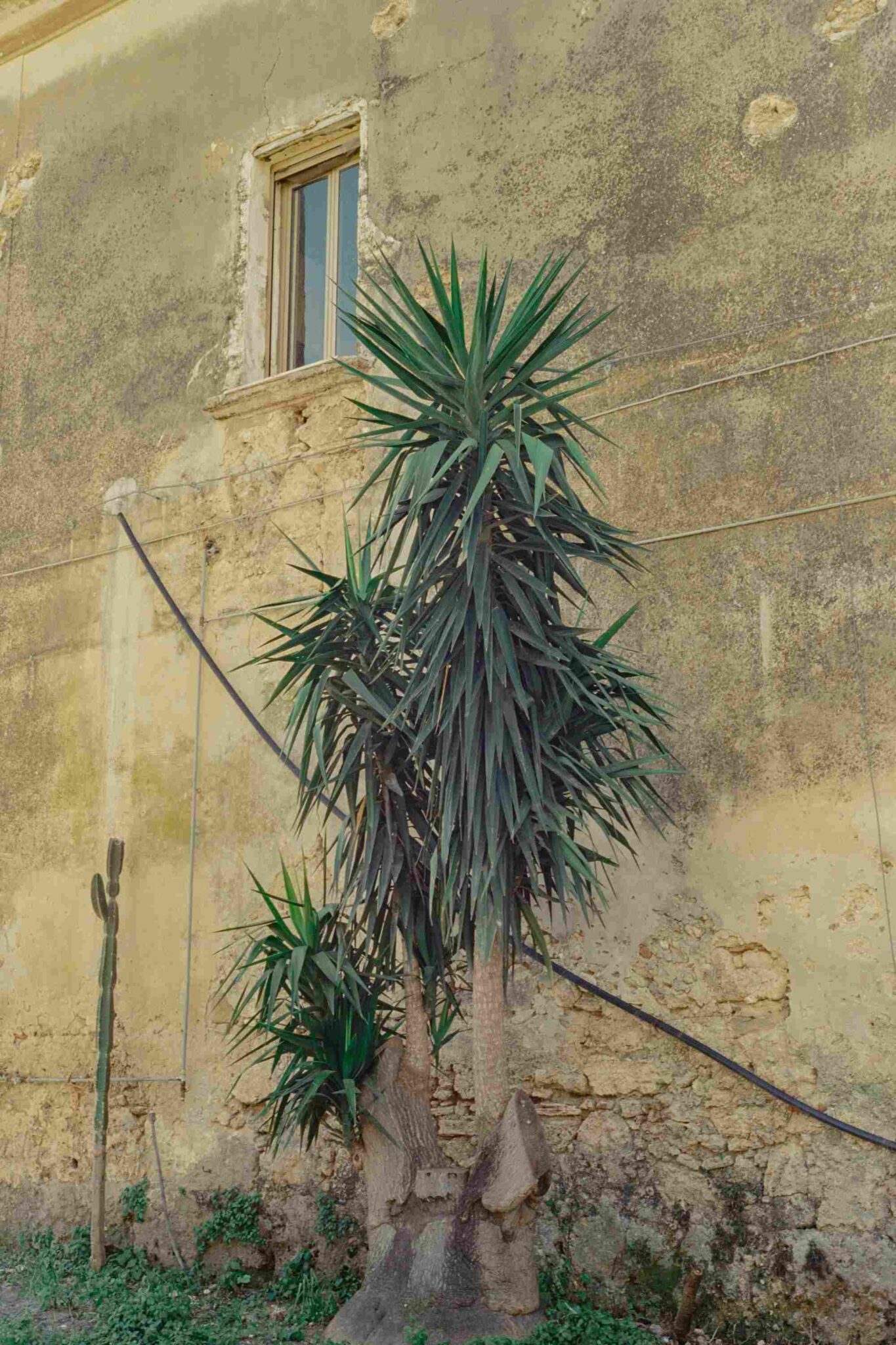 Yucca Palme draußen: Pflege, Standort & Überwinterung - my-first-plant.de